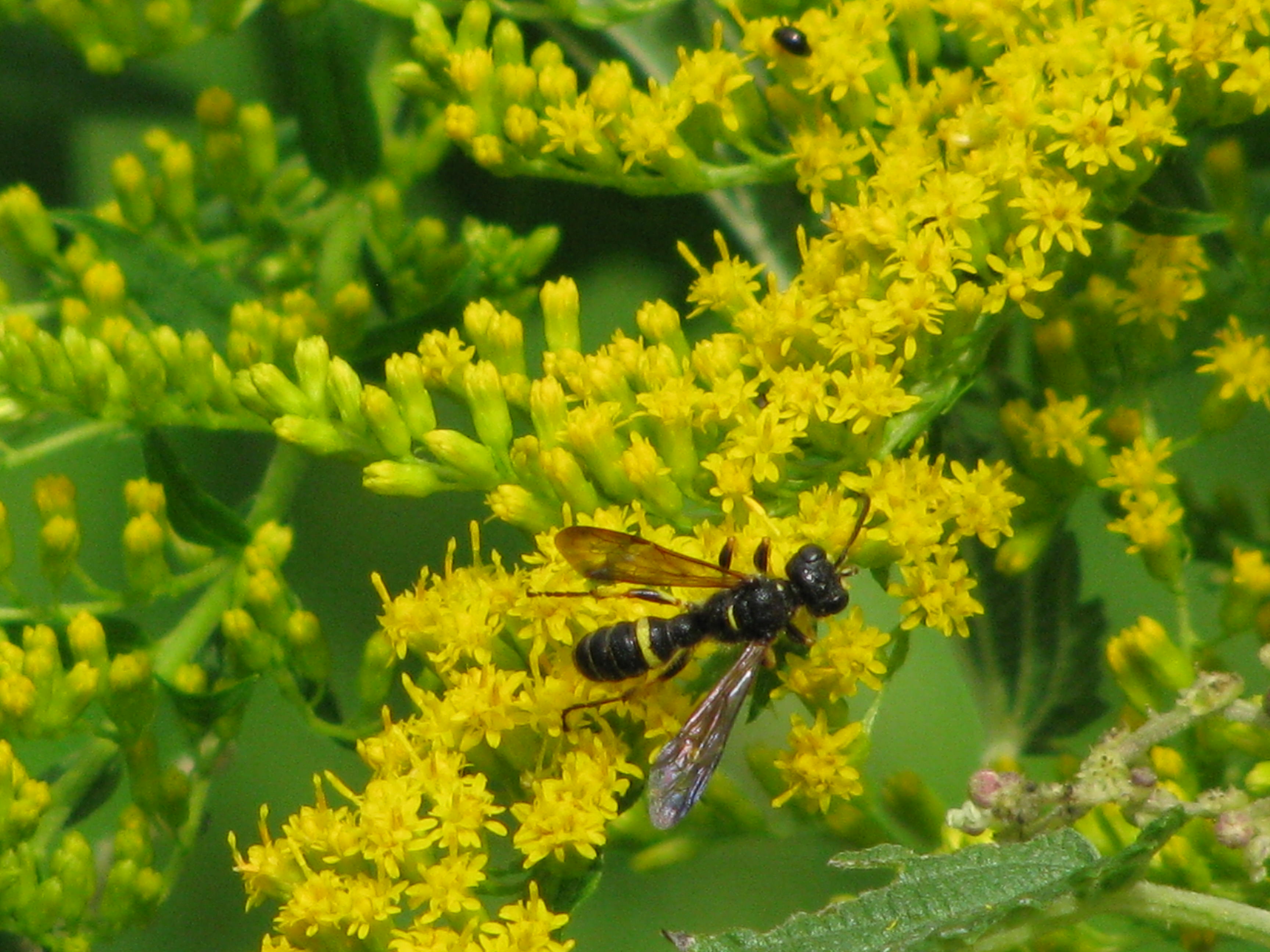 Goldenrod Pollination – Owen Sholes