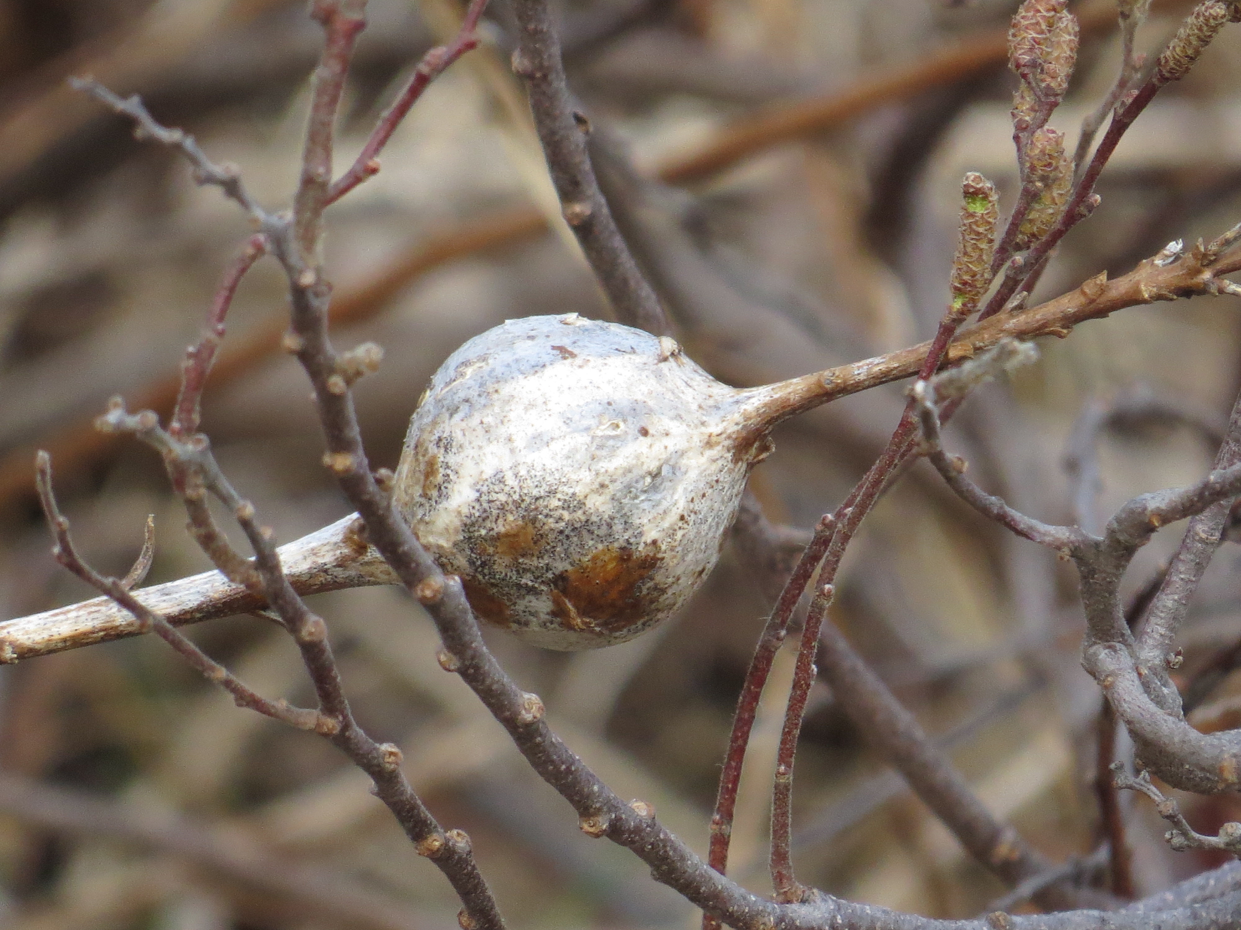 Goldenrod Galls, in Winter and Spring – Owen Sholes